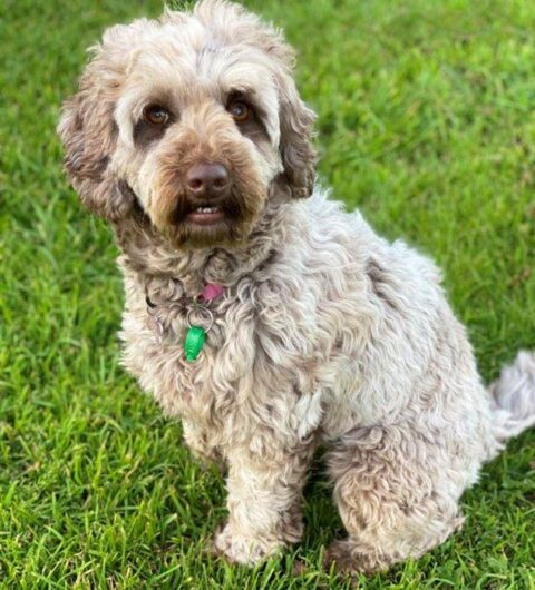 Kirkton Clover Lee / Mojo - Kirkton Labradoodles